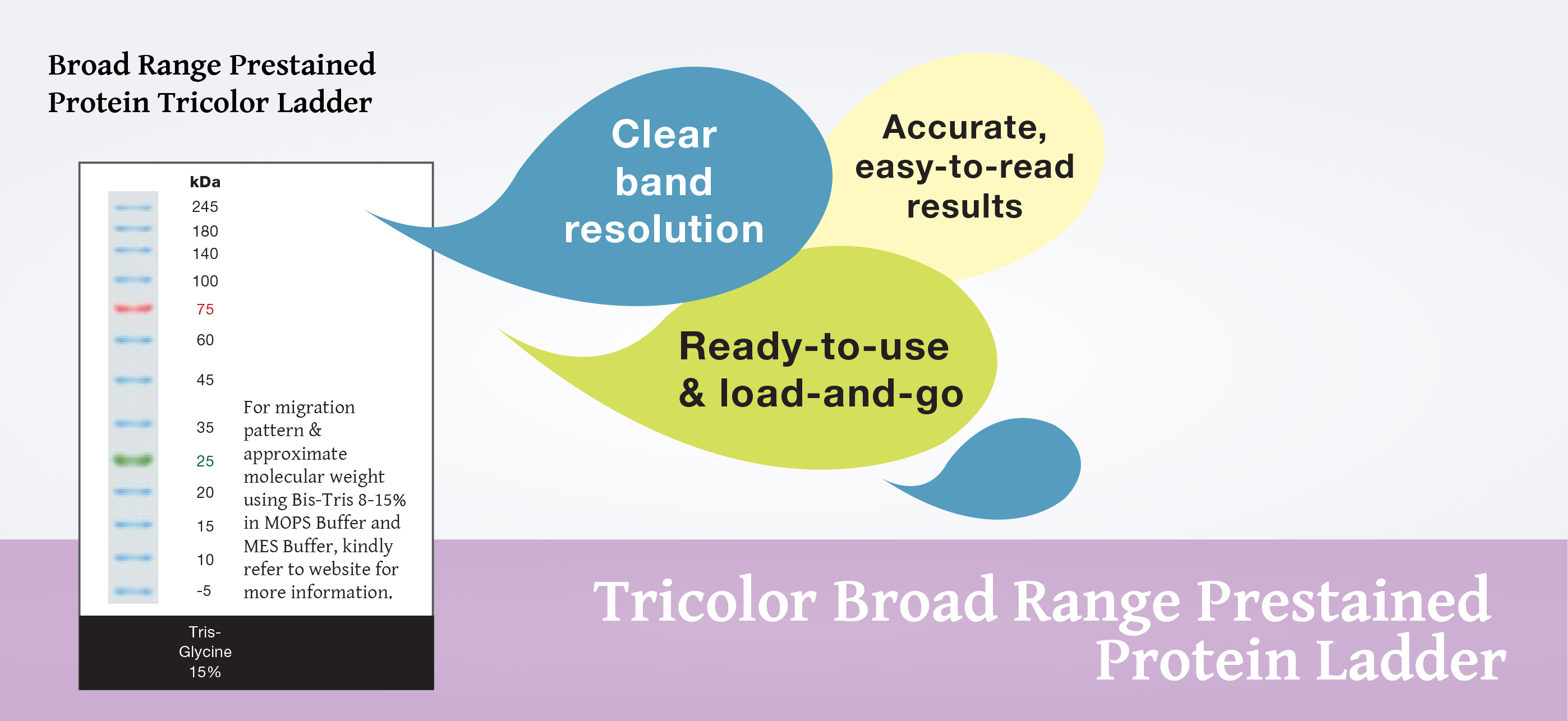 VIPRODUCT INSIGHT: Tricolor Broad Range Prestained Protein Ladder