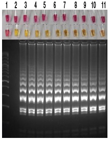 HS Bst DNA Polymerase (with buffers)
