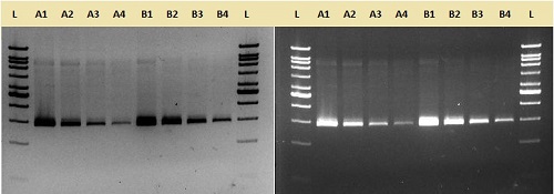 Chromo Pfu DNA Polymerase (Pyrococcus furiosus)